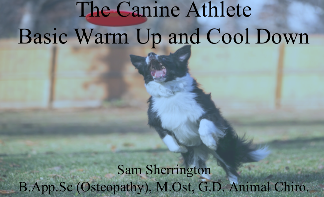 The Canine Athlete – Basic Warm Up and Cool Down Manual – Sam ...